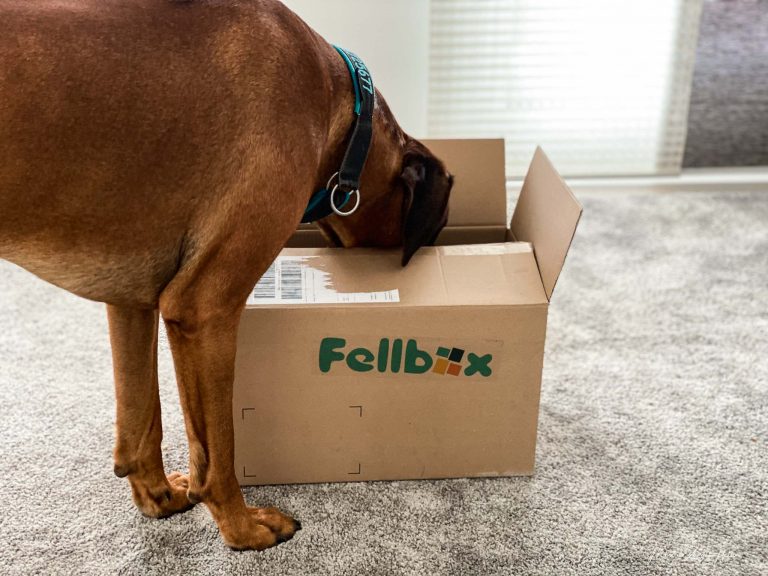 Raban testet die Fellbox | HundeReisenMehr