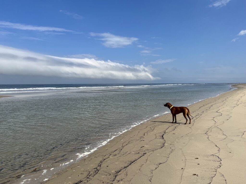 Balloony - Charly testet 40 kg Hundefutter | HundeReisenMehr
